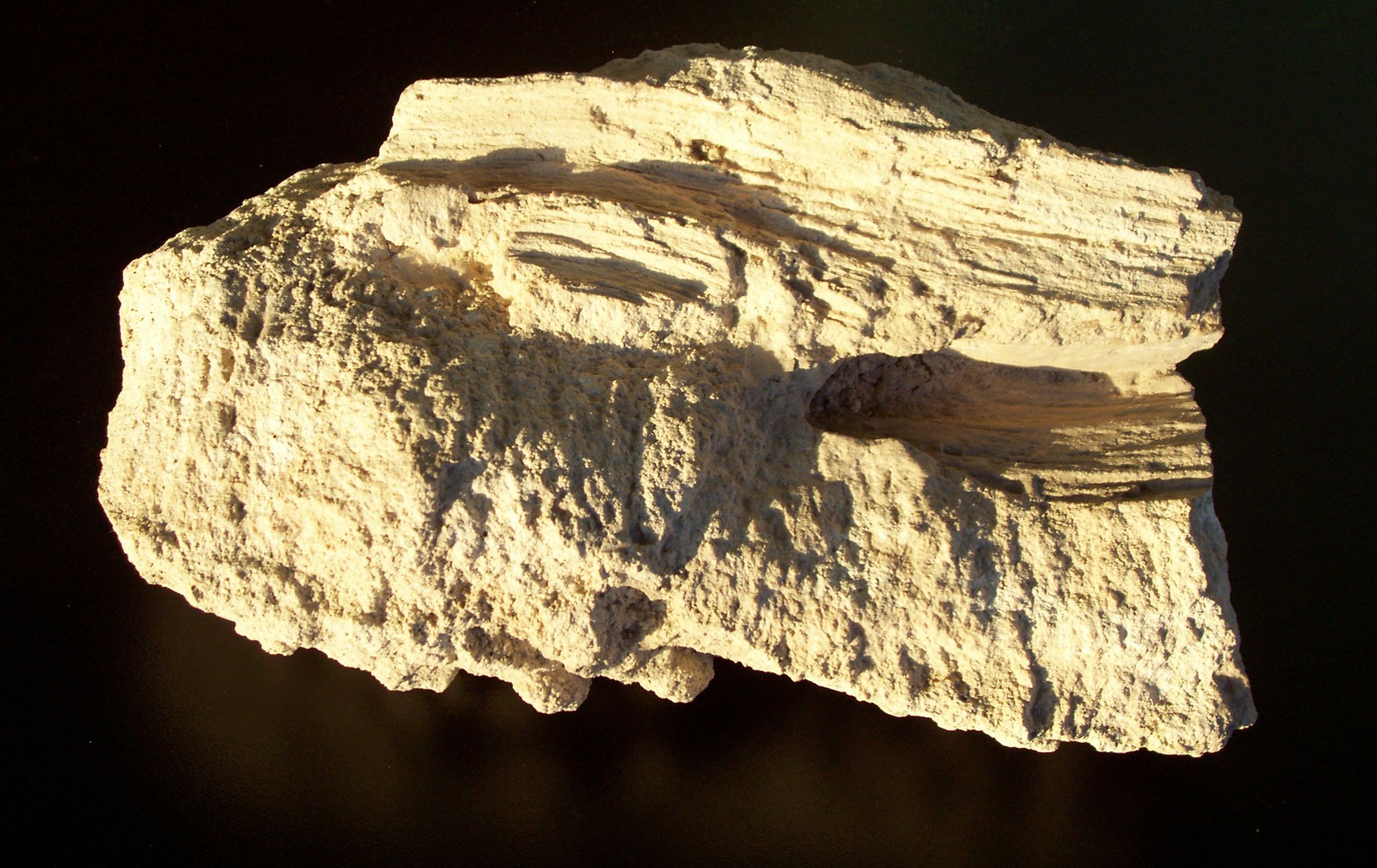 Fossil leaf? Niagara, Ontario, Canada - Fossil ID - The Fossil Forum