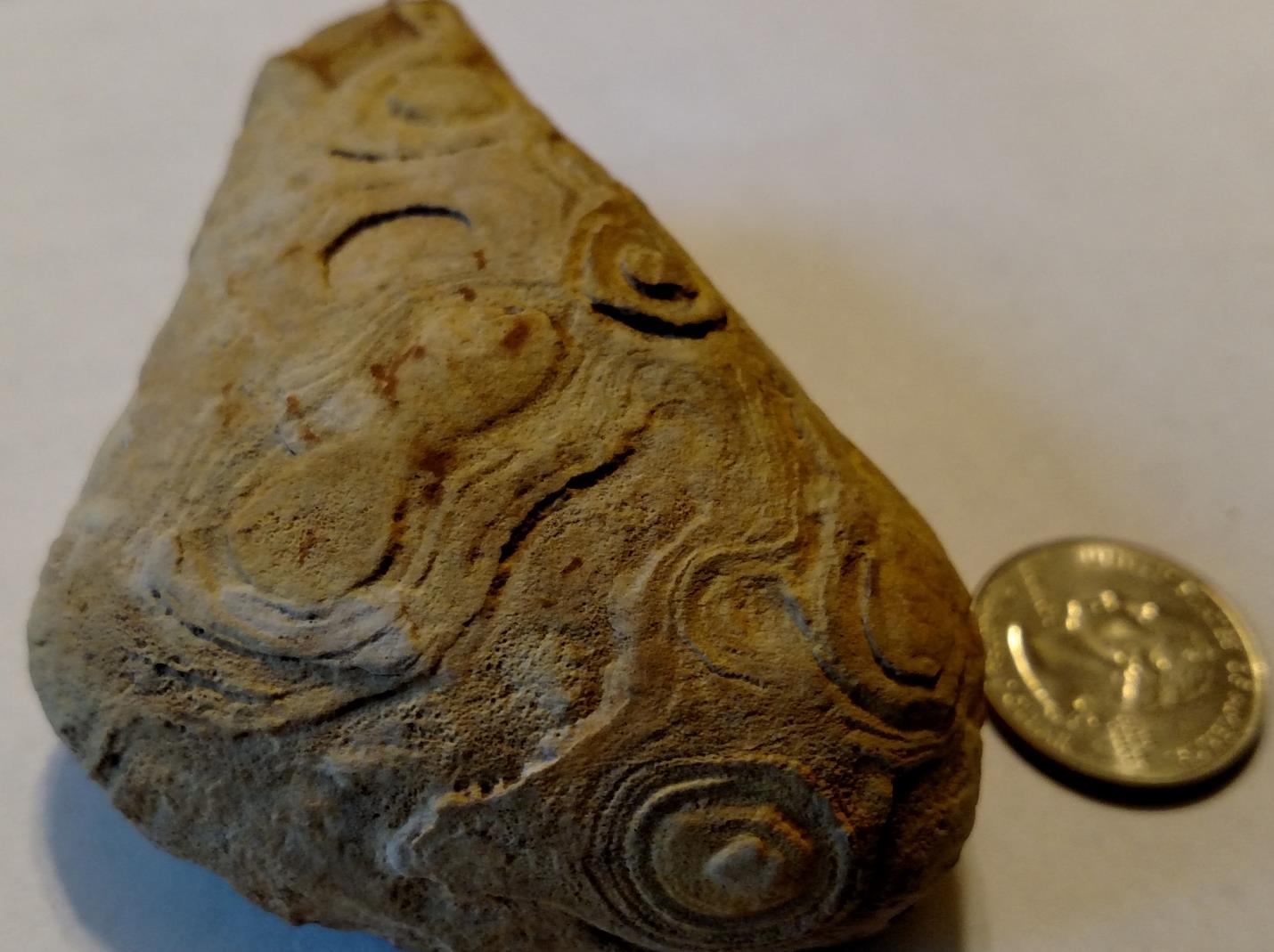 Found under a maple tree root - Fossil ID - The Fossil Forum