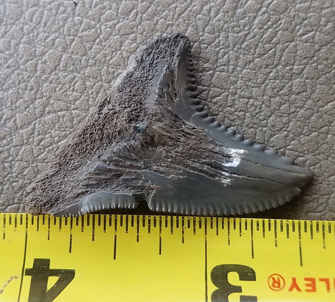 Green Mill Run NC 05-18-17 - Fossil Hunting Trips - The Fossil Forum