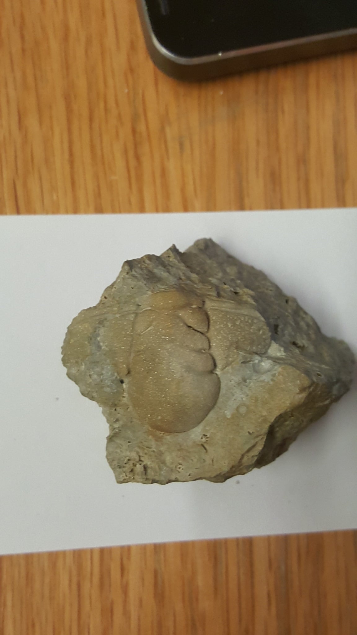 The Mysterious Cheirurus - Fossil ID - The Fossil Forum