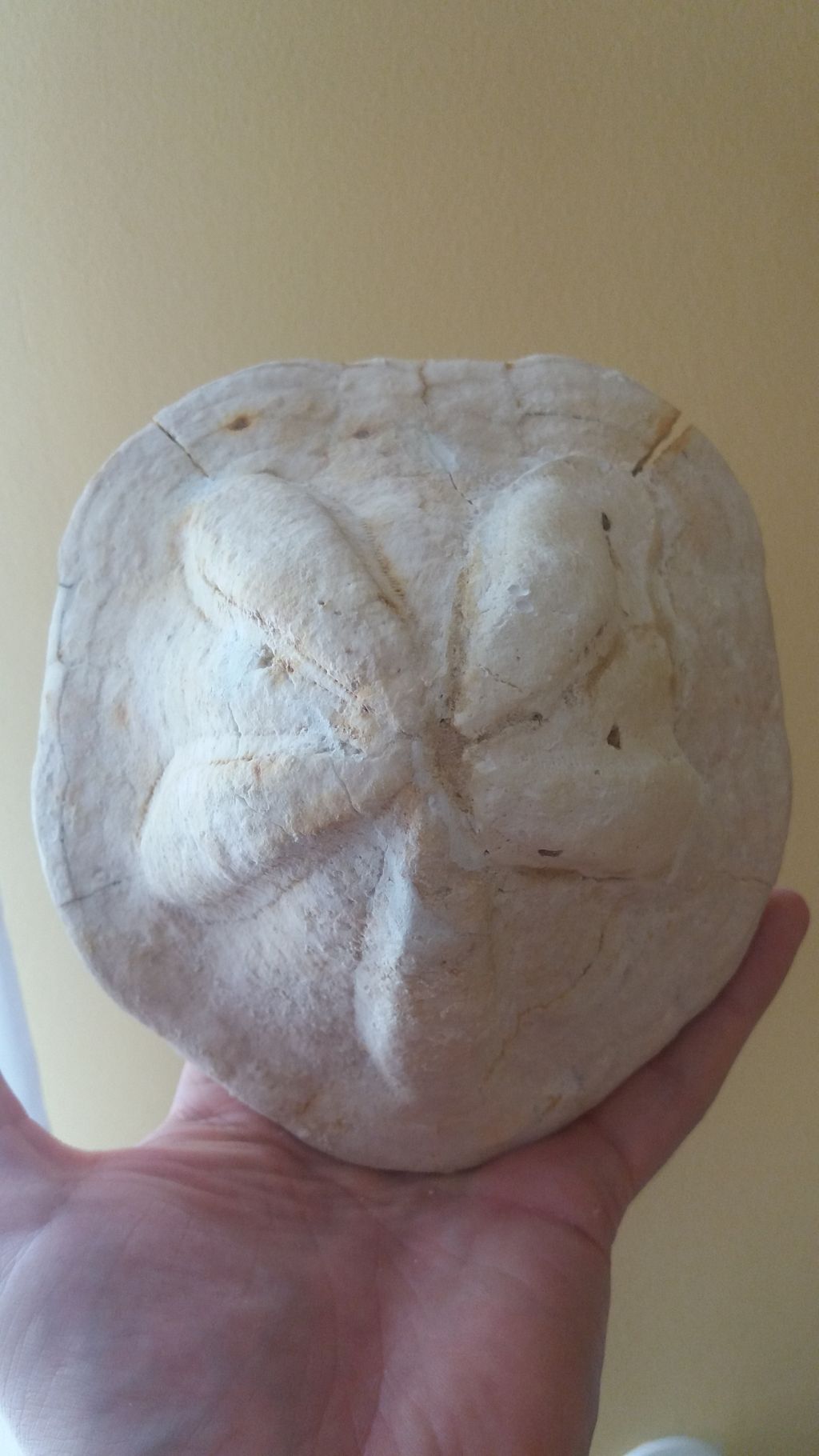 Clypeaster restoration? - Page 2 - Fossil Preparation - The Fossil Forum