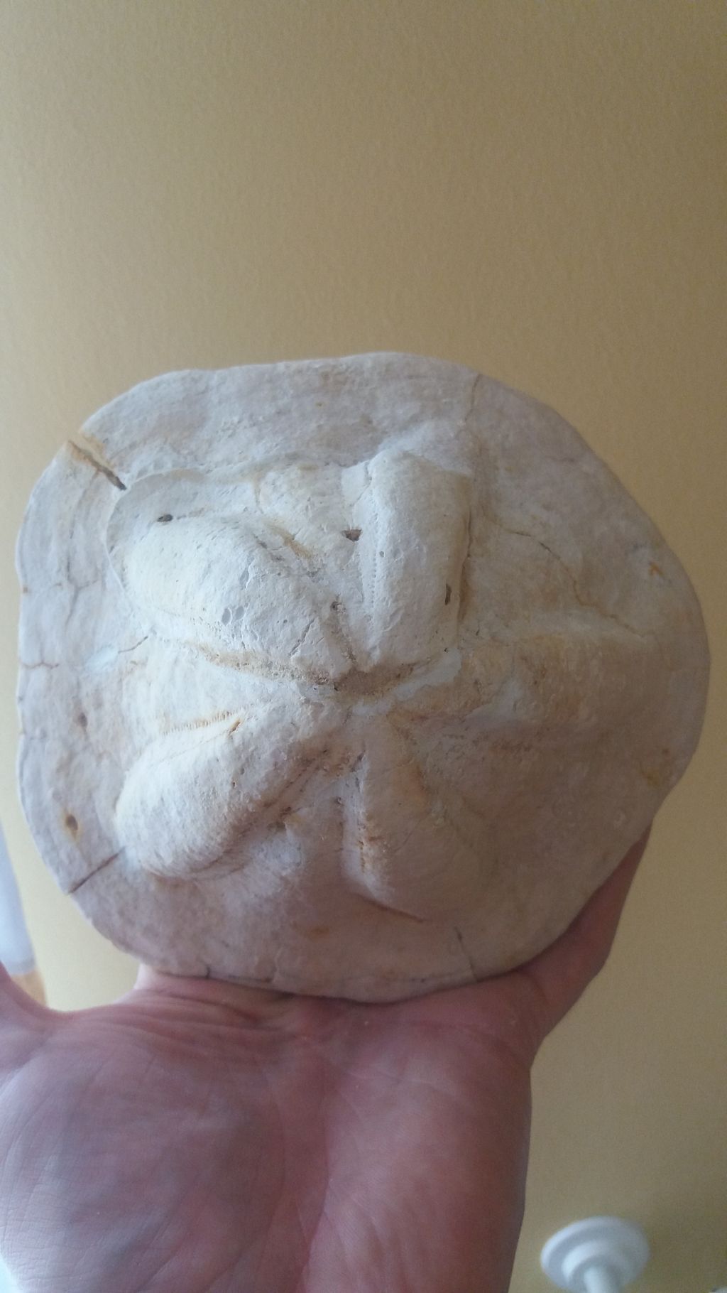 Clypeaster restoration? - Page 2 - Fossil Preparation - The Fossil Forum