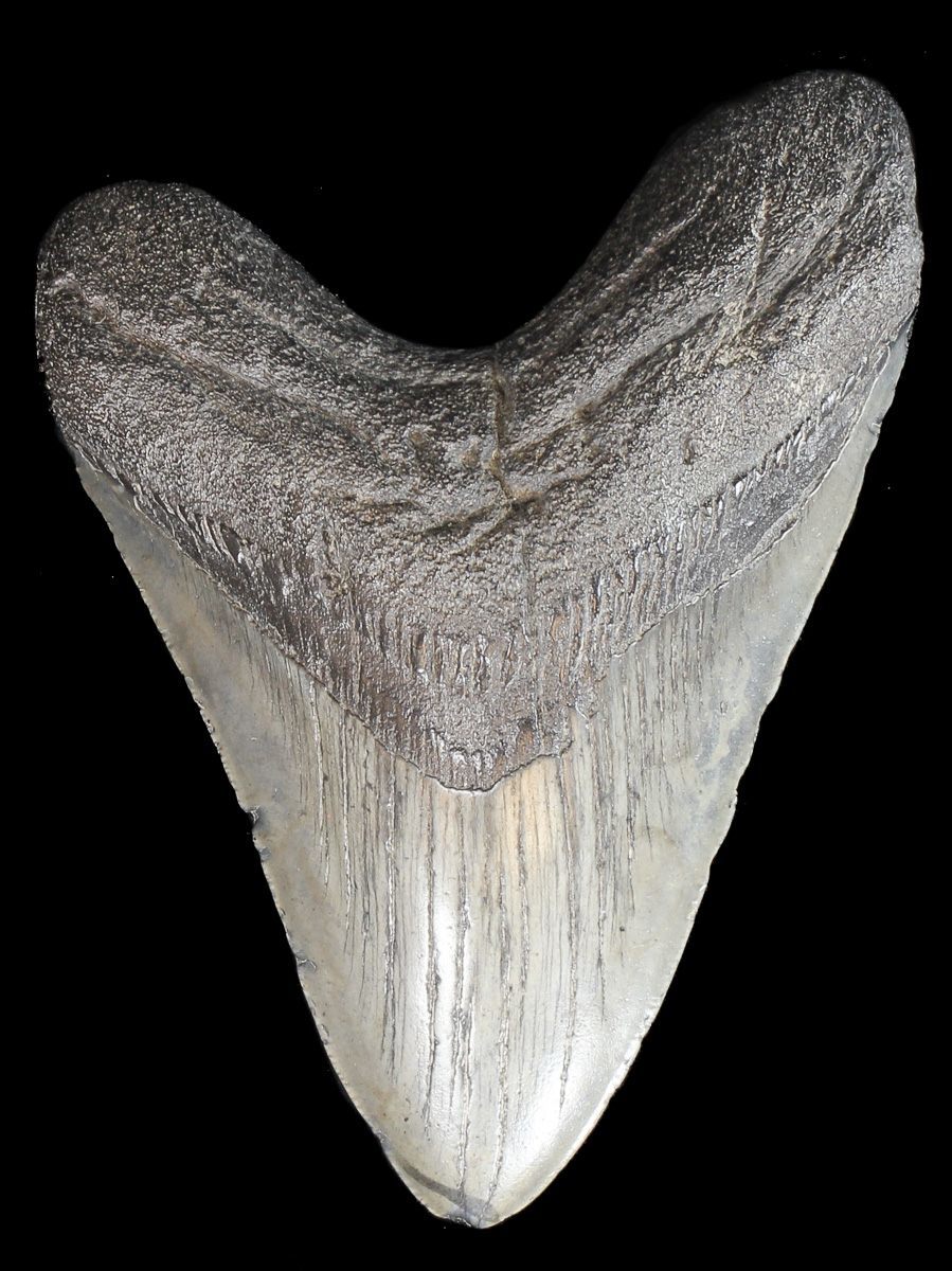 Megalodon Tooth - REAL OR FAKE!? - Is It Real? How to Recognize Fossil ...