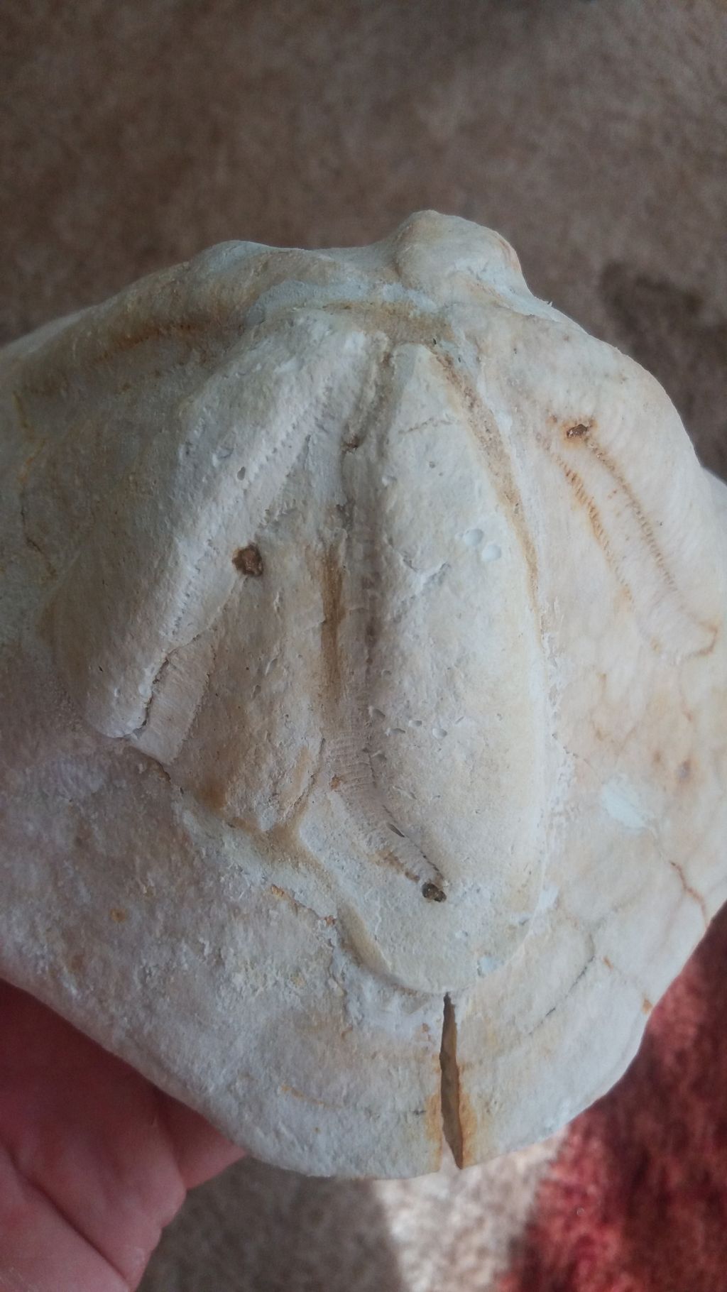 Clypeaster restoration? - Page 2 - Fossil Preparation - The Fossil Forum