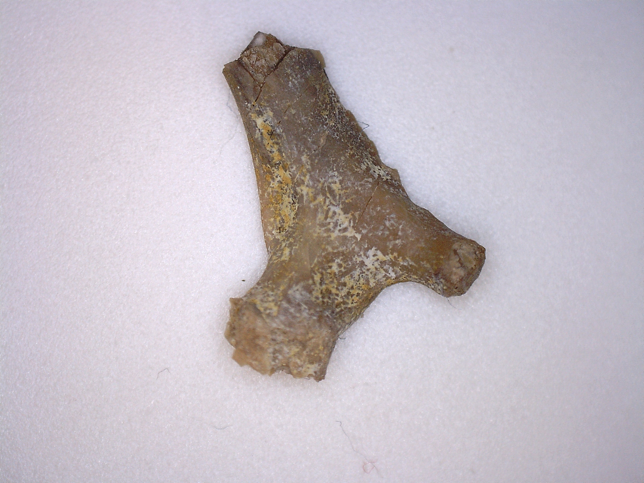 Australian cretaceous Bird - Fossil ID - The Fossil Forum