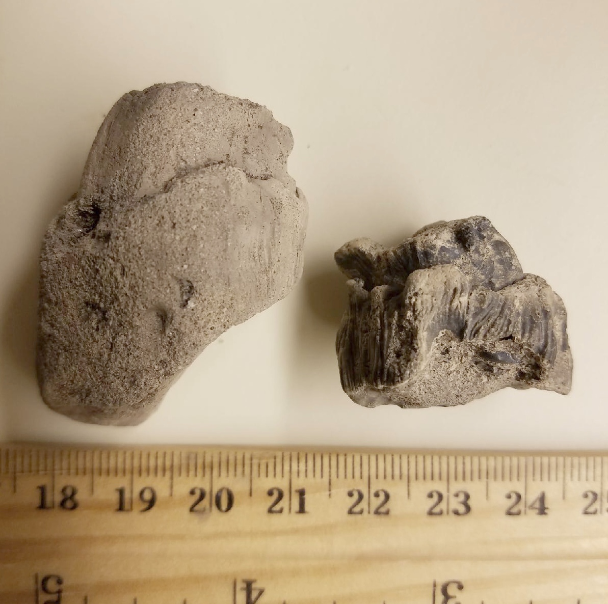 Peace river teeth?? - Fossil ID - The Fossil Forum