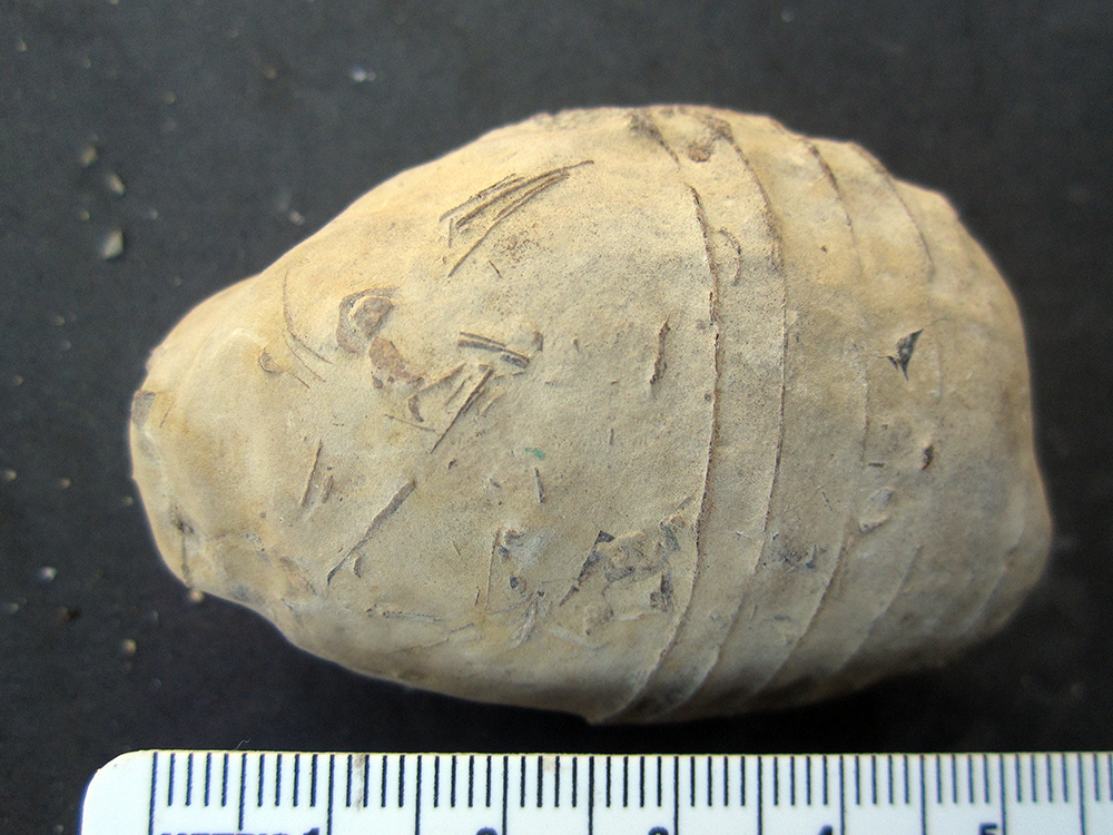 gomphoceras ellipticum - Fossil ID - The Fossil Forum