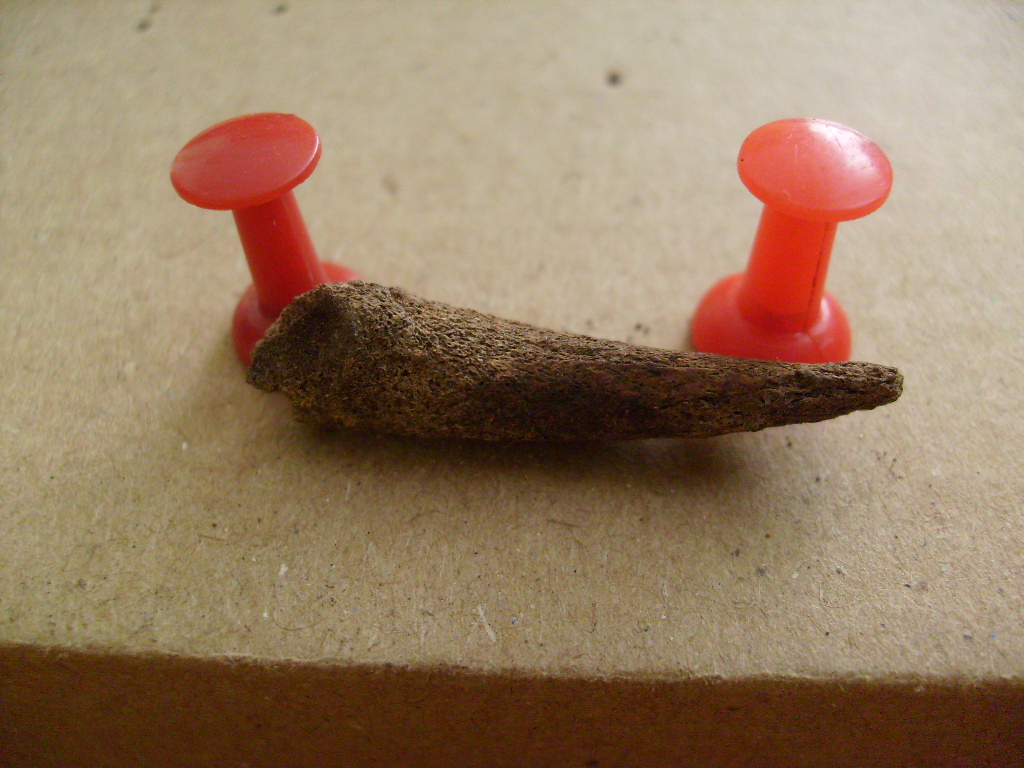 Please help with ID of mammal claw - Fossil ID - The Fossil Forum