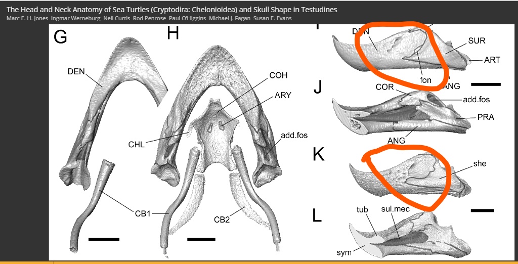 Possible Turtle/Tortoise jaw fragments - Fossil ID - The Fossil Forum