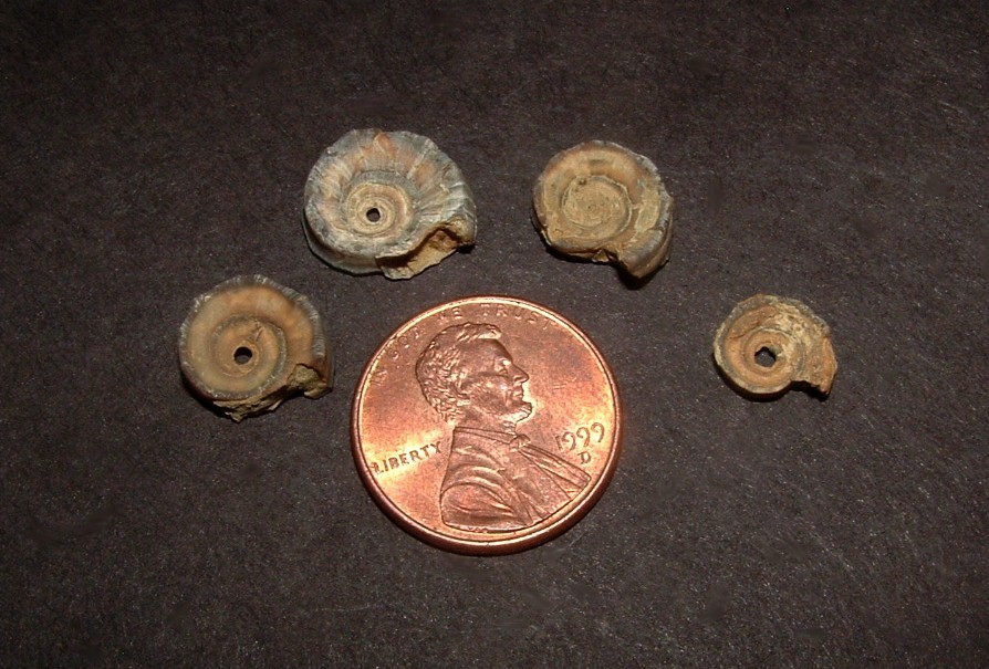 Straparollus (Euomphalus) - Gastropods - The Fossil Forum