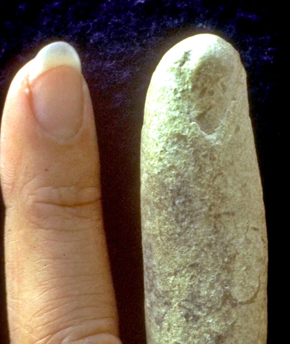 Toe or Finger? - Fossil ID - The Fossil Forum