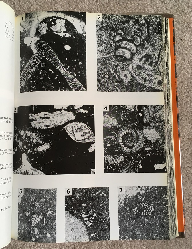 Micro fossil picture book - Micro-paleontology - The Fossil Forum