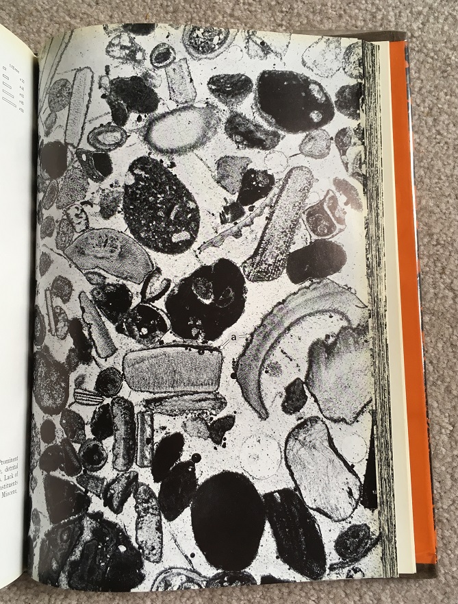 Micro fossil picture book - Micro-paleontology - The Fossil Forum