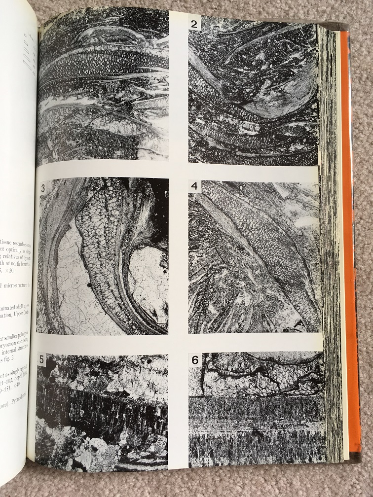 Micro fossil picture book - Micro-paleontology - The Fossil Forum