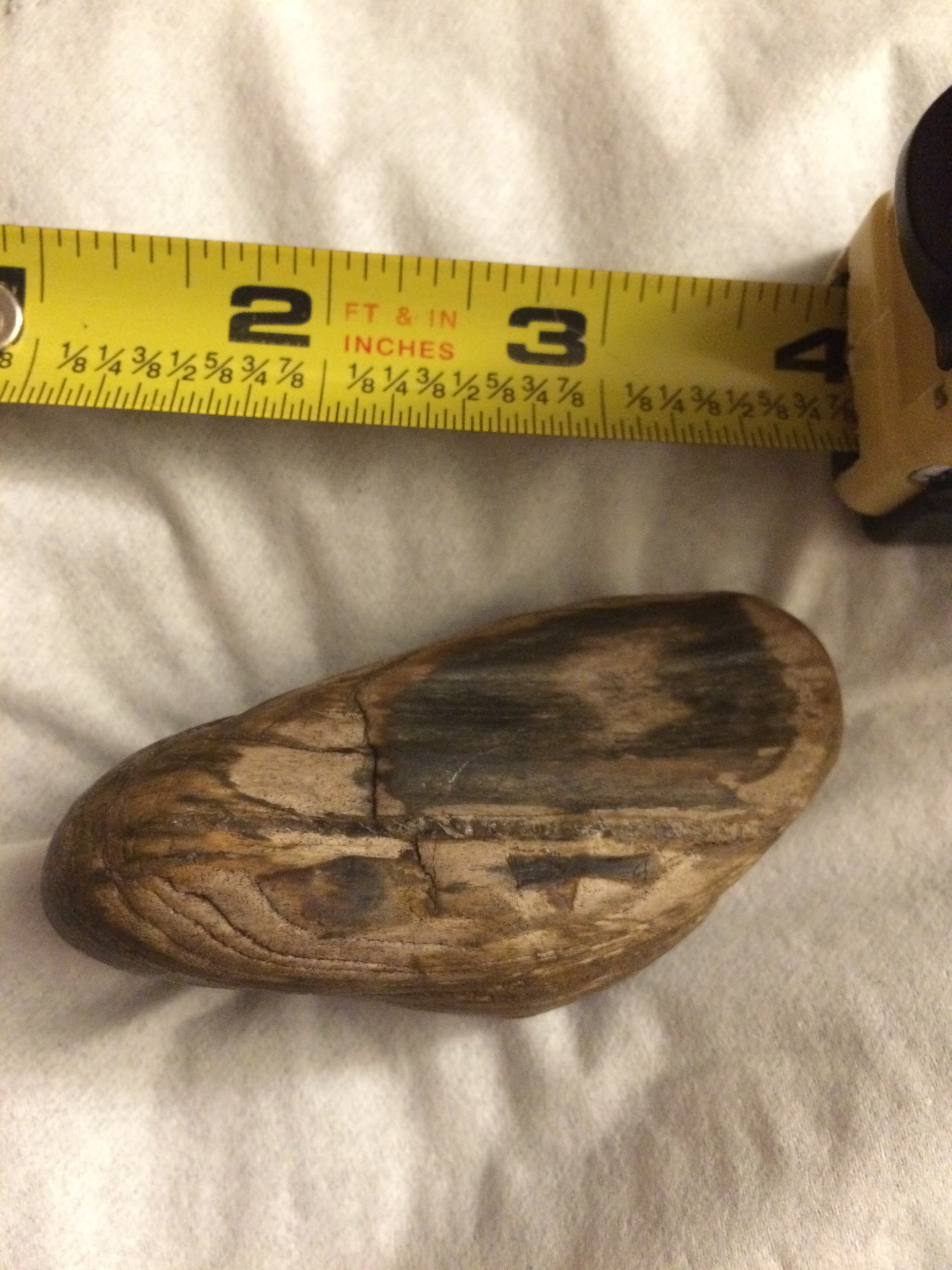 Fossil wood? - Fossil ID - The Fossil Forum