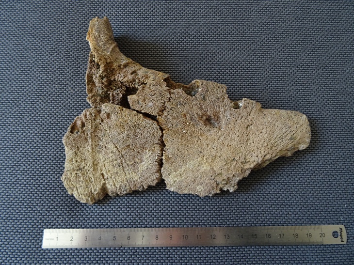 Turtle from Miocene - Fossil ID - The Fossil Forum