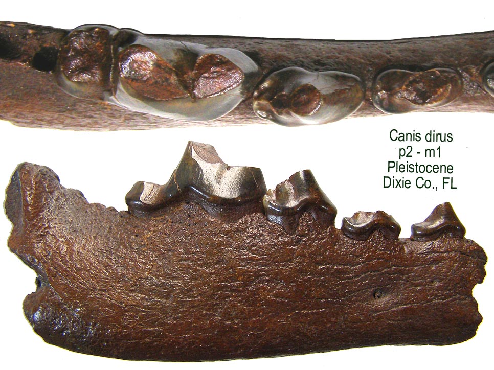 Possible dire wolf skull. - Fossil ID - The Fossil Forum
