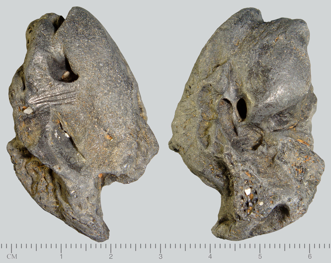 Spring beach hunt - Fossil Hunting Trips - The Fossil Forum