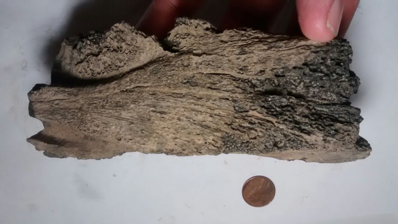 whale bone ID? - Fossil ID - The Fossil Forum