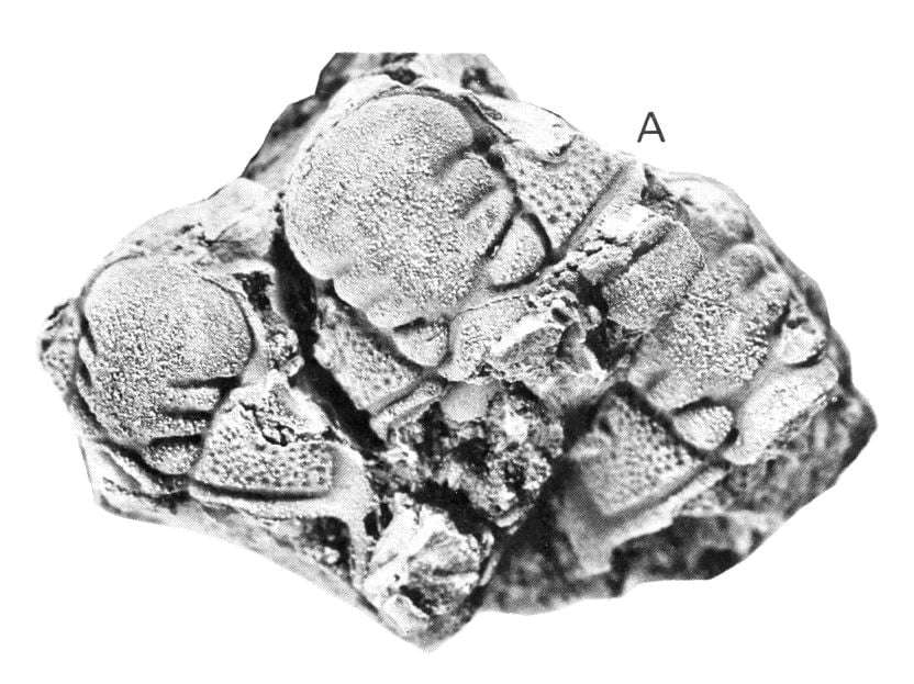 The Mysterious Cheirurus - Fossil ID - The Fossil Forum