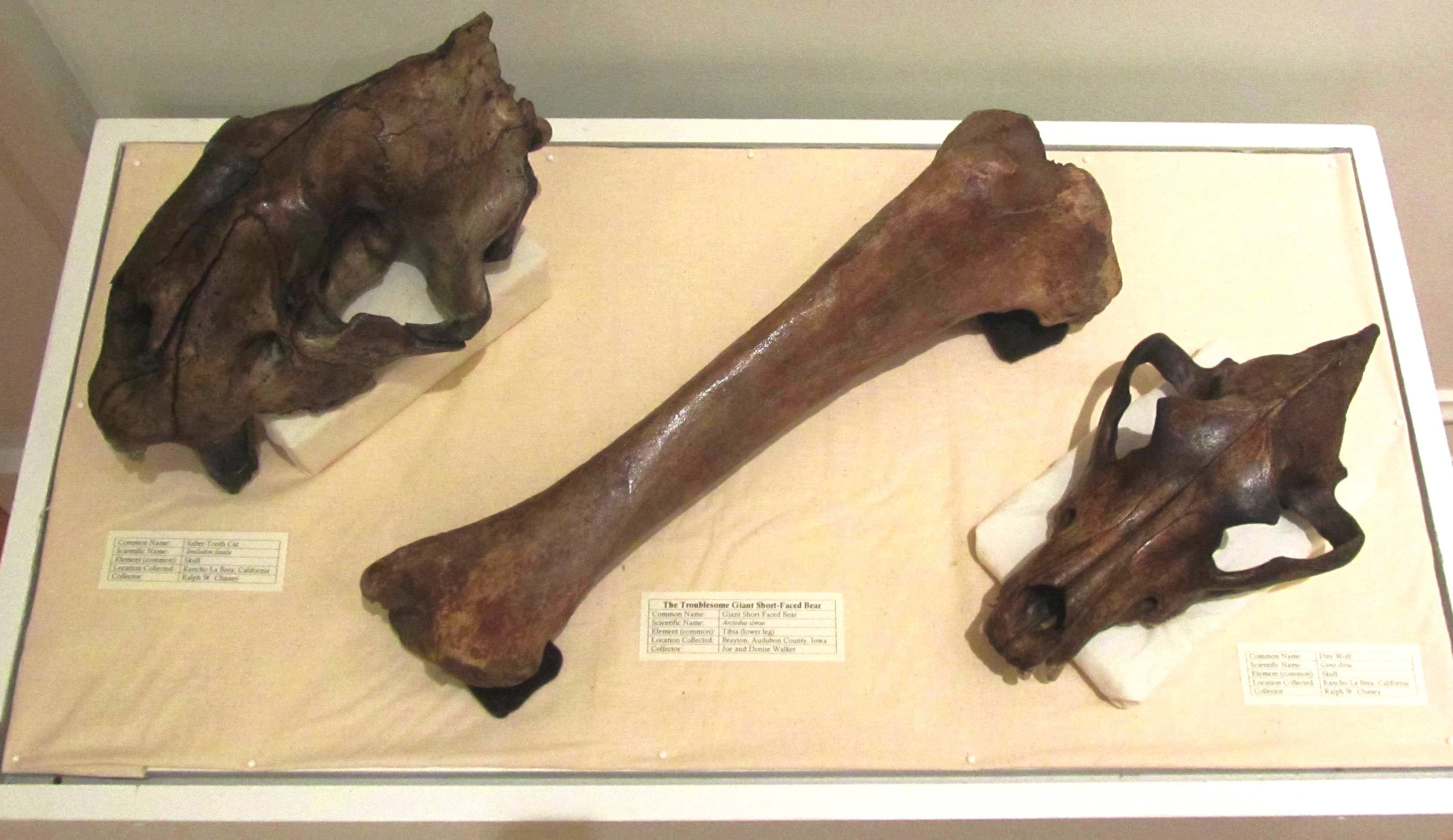 Possible dire wolf skull. - Fossil ID - The Fossil Forum