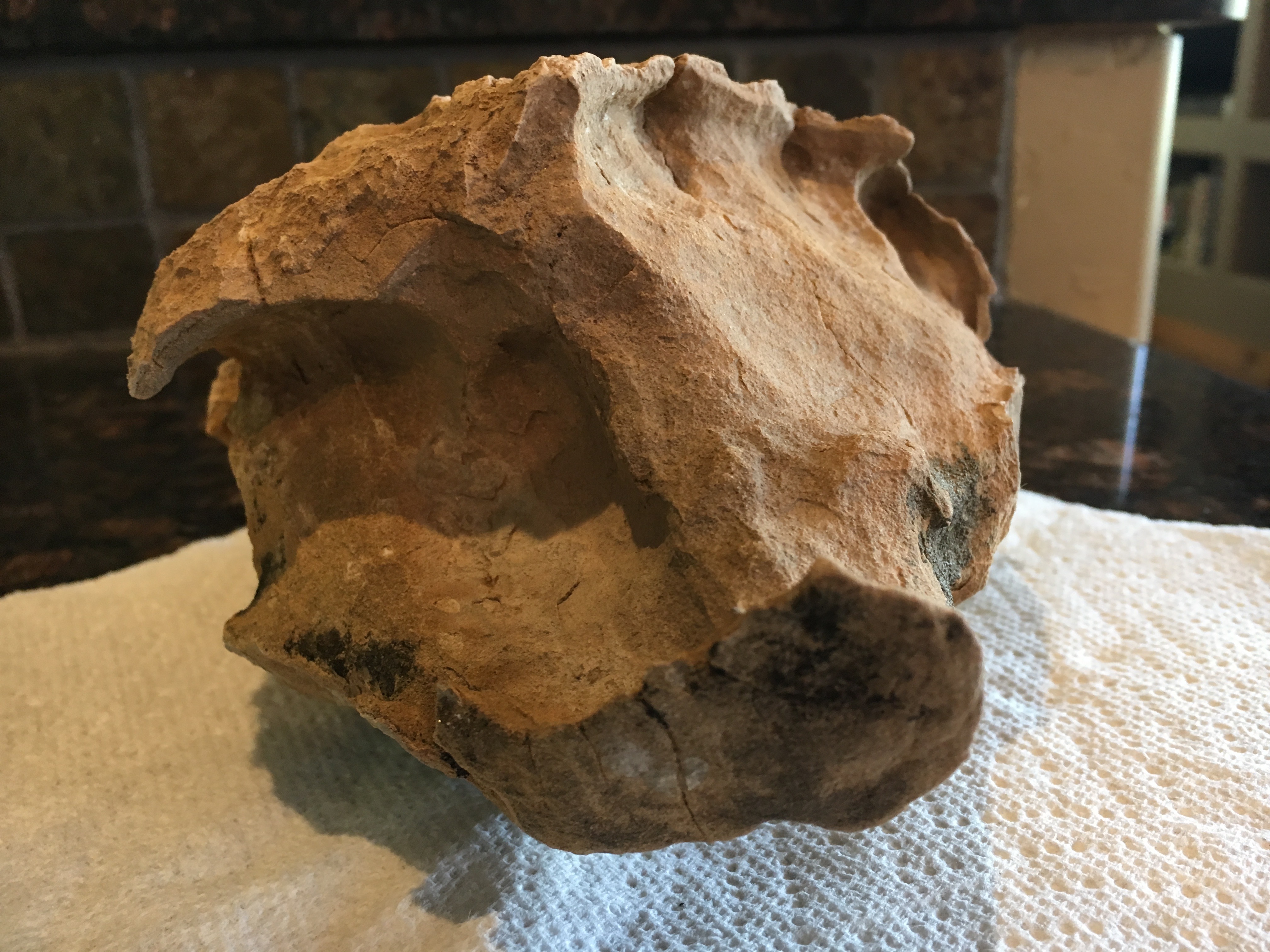 What is it? - Fossil ID - The Fossil Forum