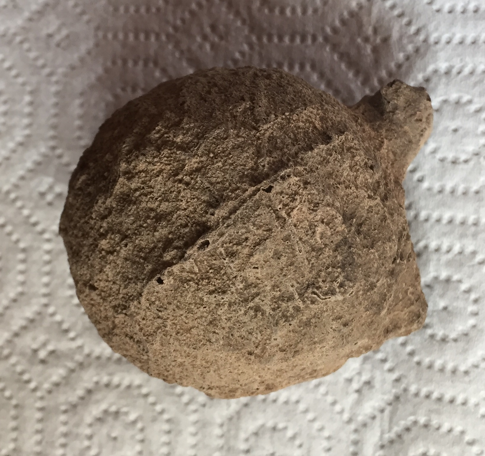 Alpine, WY - Fossil ID - The Fossil Forum