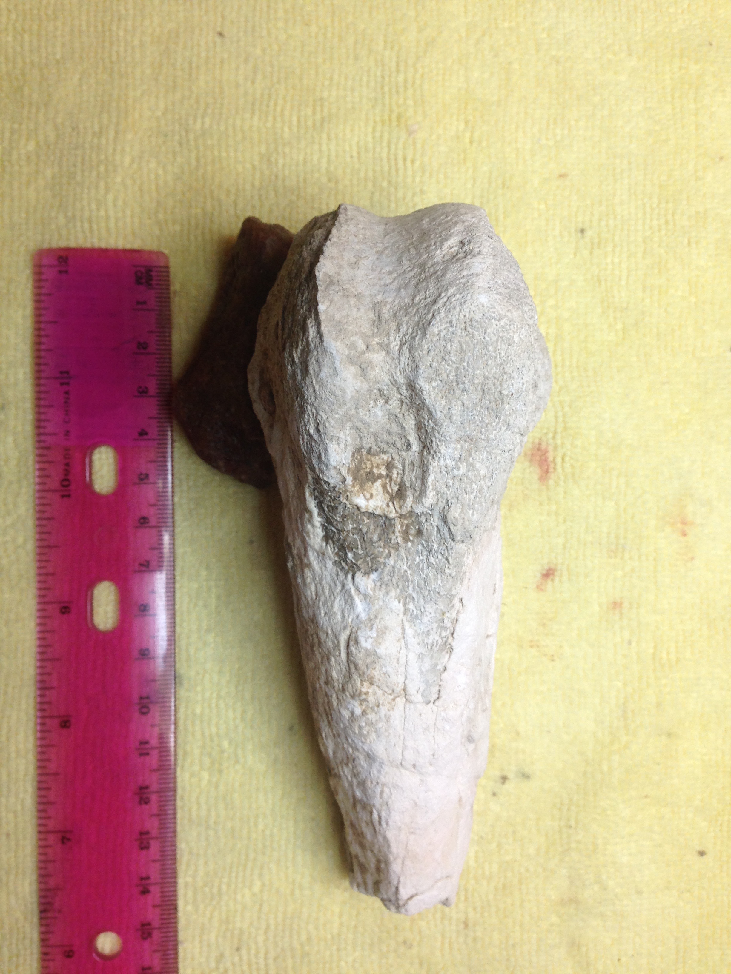 White River Femur - Fossil ID - The Fossil Forum