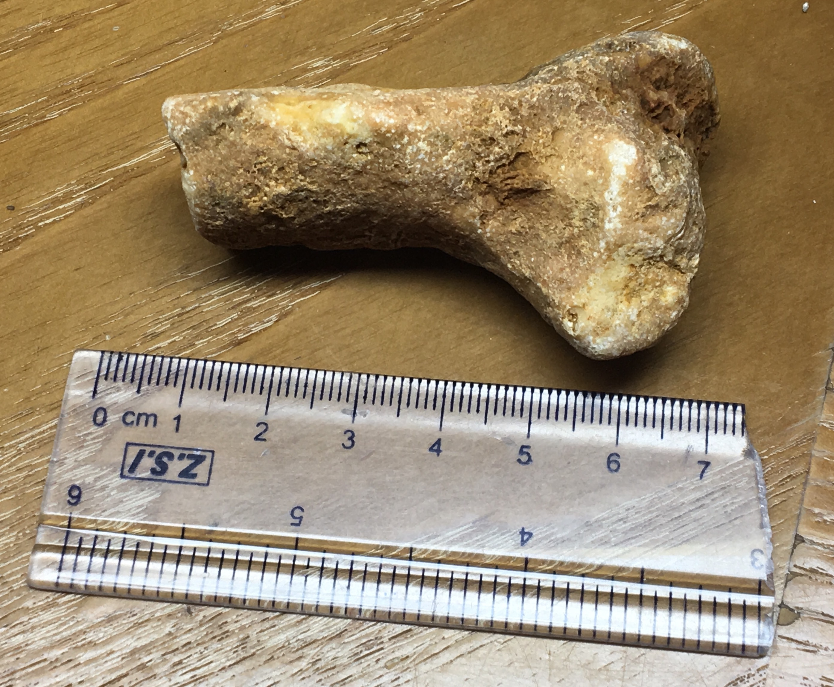 Fossilized Bone?? - Fossil ID - The Fossil Forum