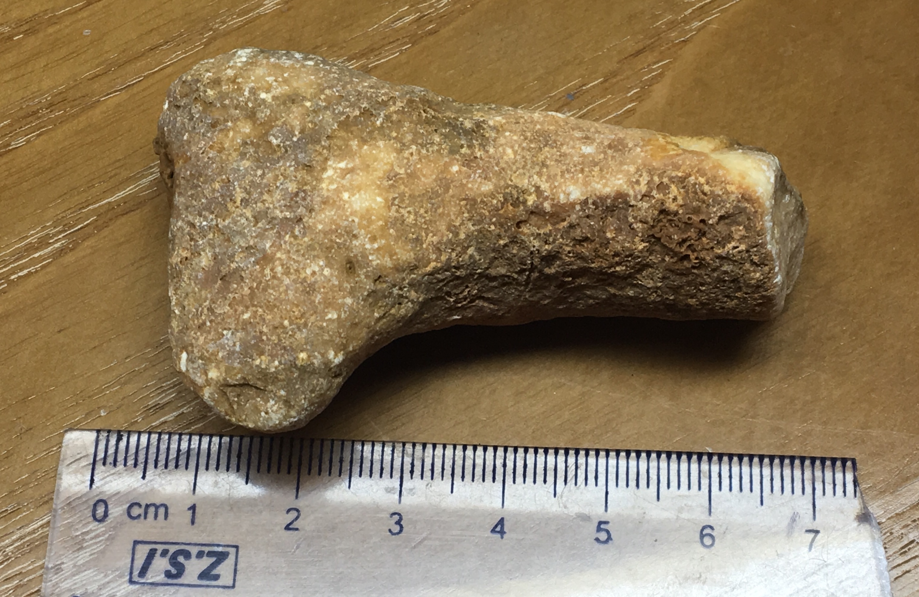 Fossilized Bone?? - Fossil ID - The Fossil Forum