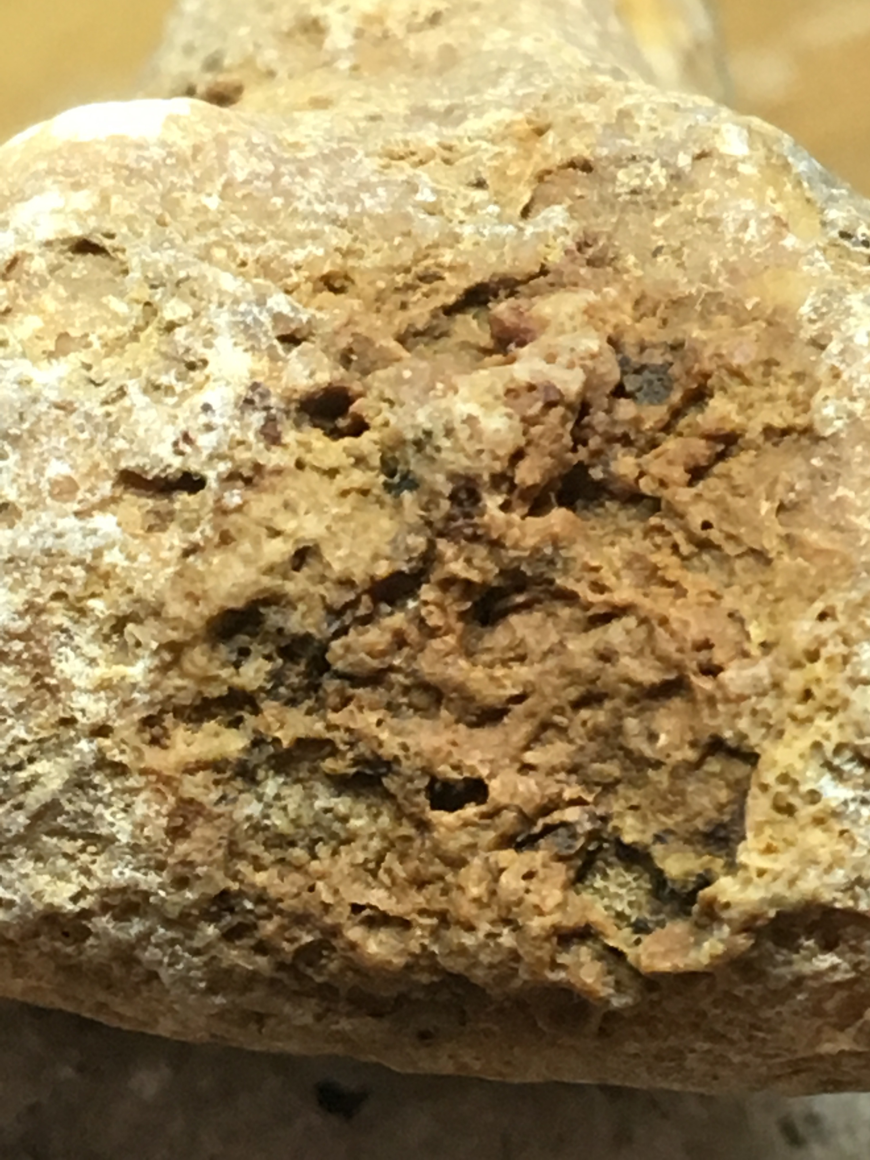 Fossilized Bone?? - Fossil ID - The Fossil Forum
