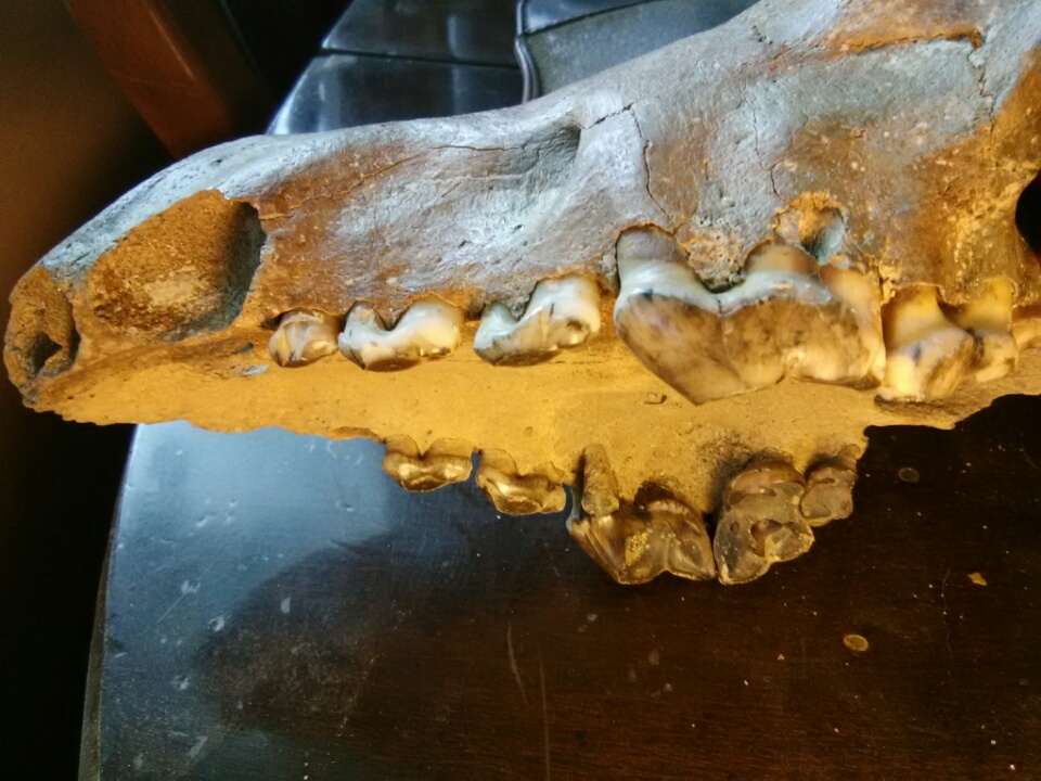 Possible dire wolf skull. - Fossil ID - The Fossil Forum