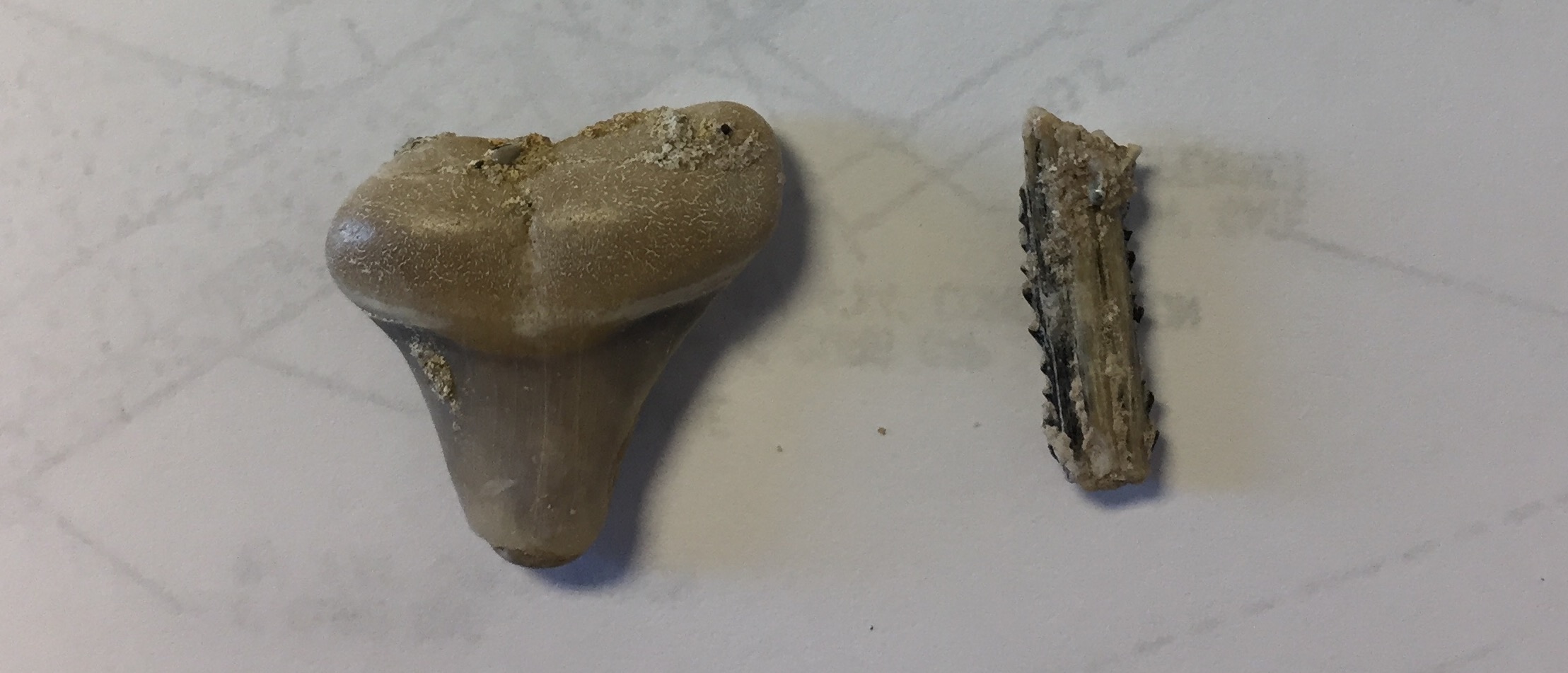 Bone VAlley teeth - Fossil ID - The Fossil Forum