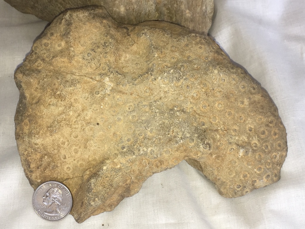 Coral or sponge?? - Fossil ID - The Fossil Forum