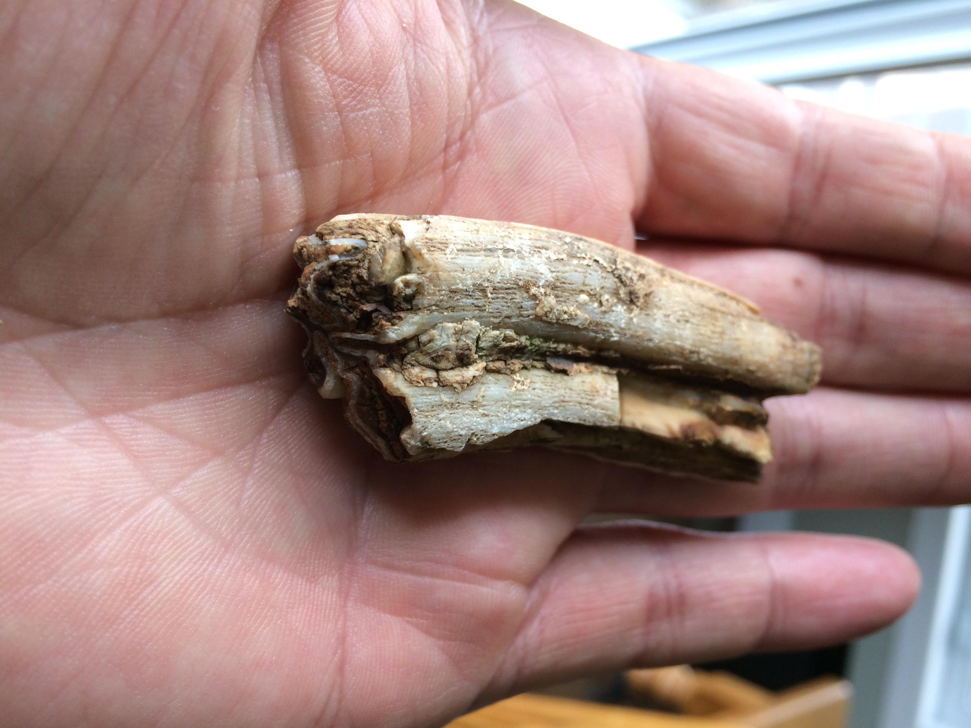 Help Identify! Found a large tooth! - Fossil ID - The Fossil Forum