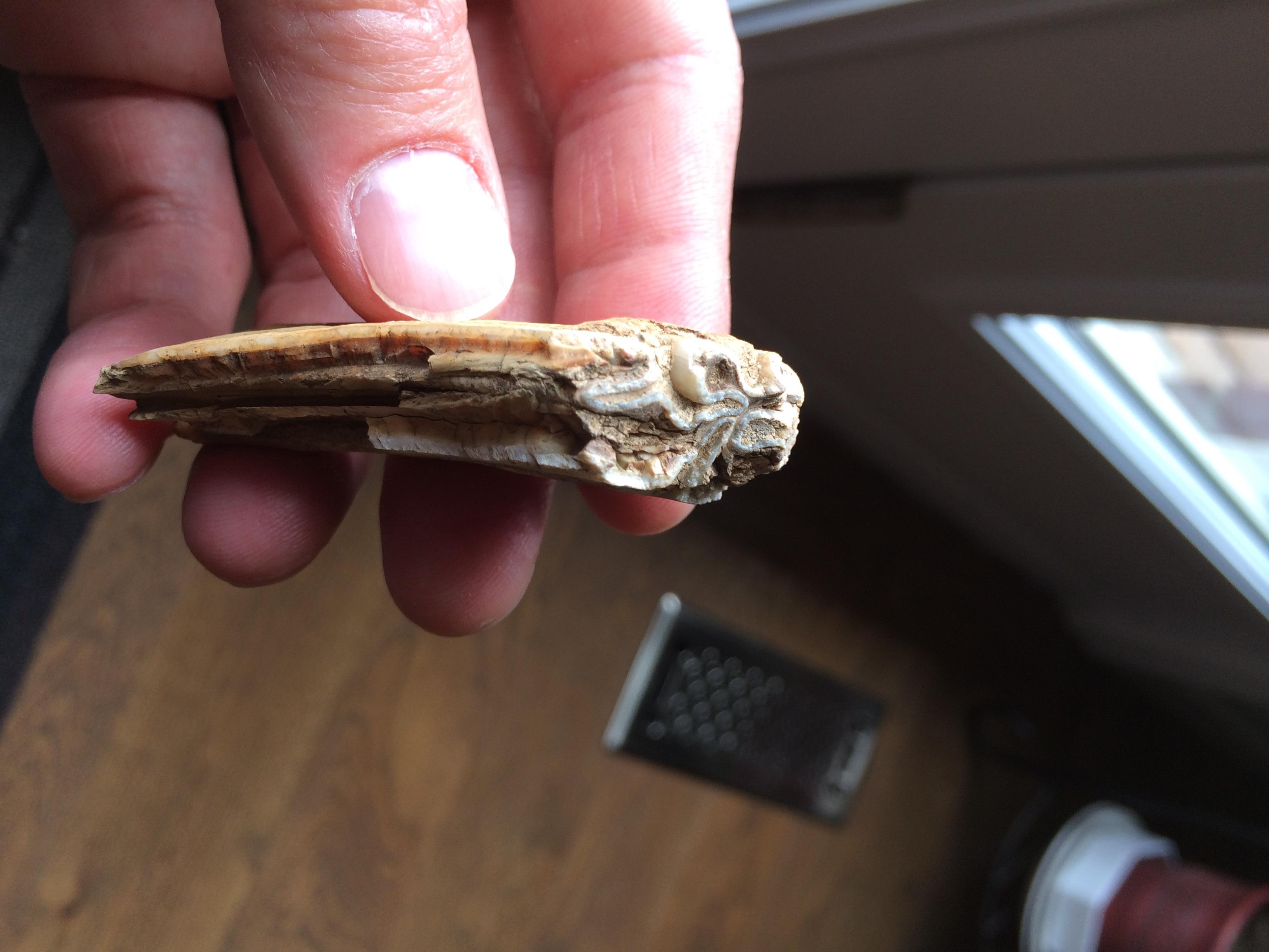 Help Identify! Found a large tooth! - Fossil ID - The Fossil Forum