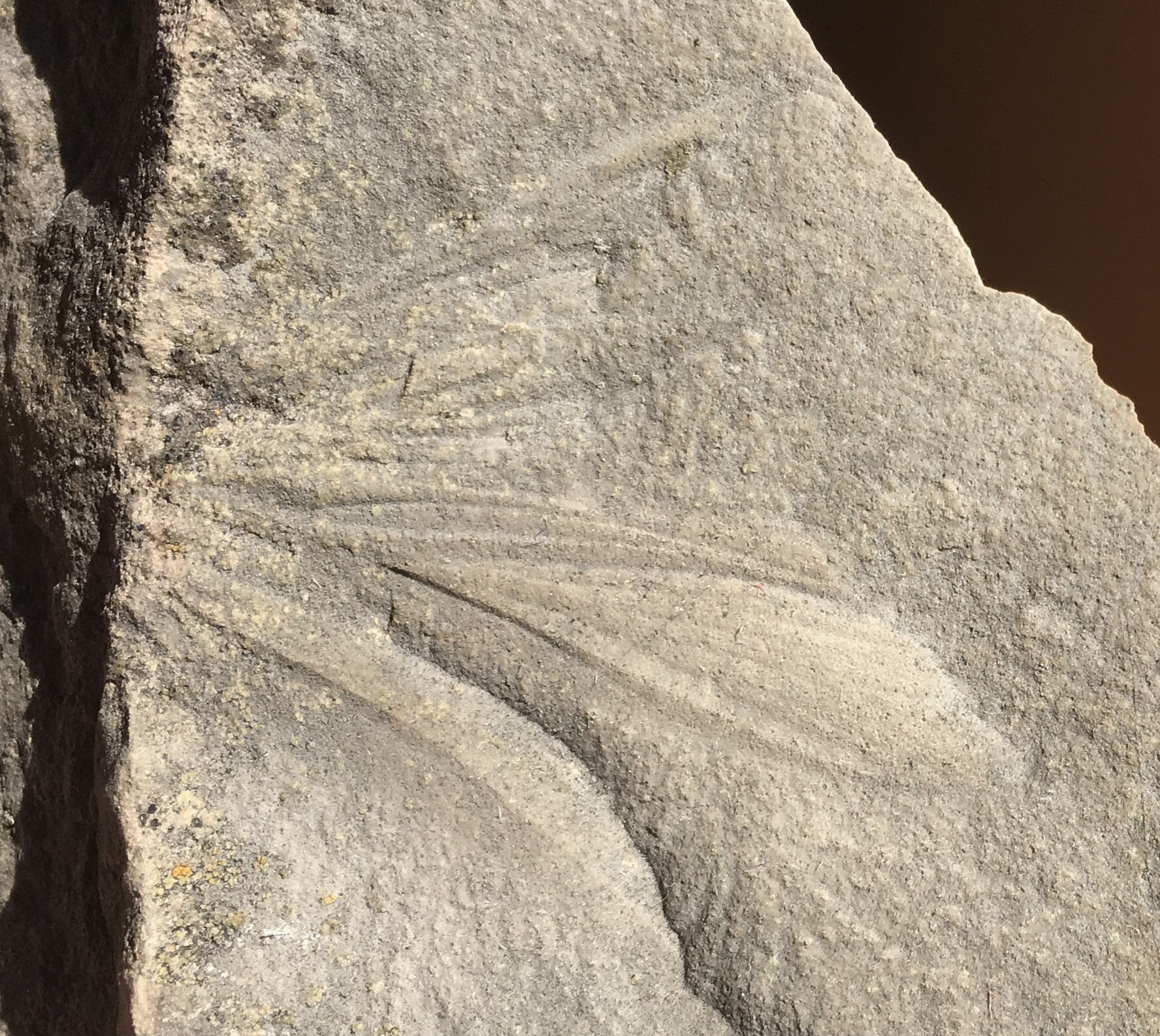 Bug wings - Fossil ID - The Fossil Forum