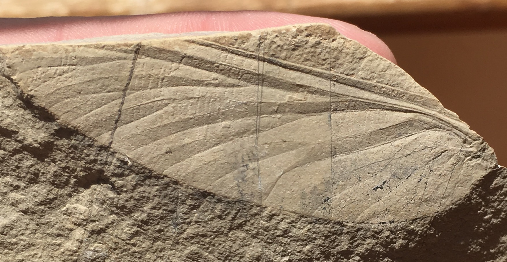 Bug wings - Fossil ID - The Fossil Forum