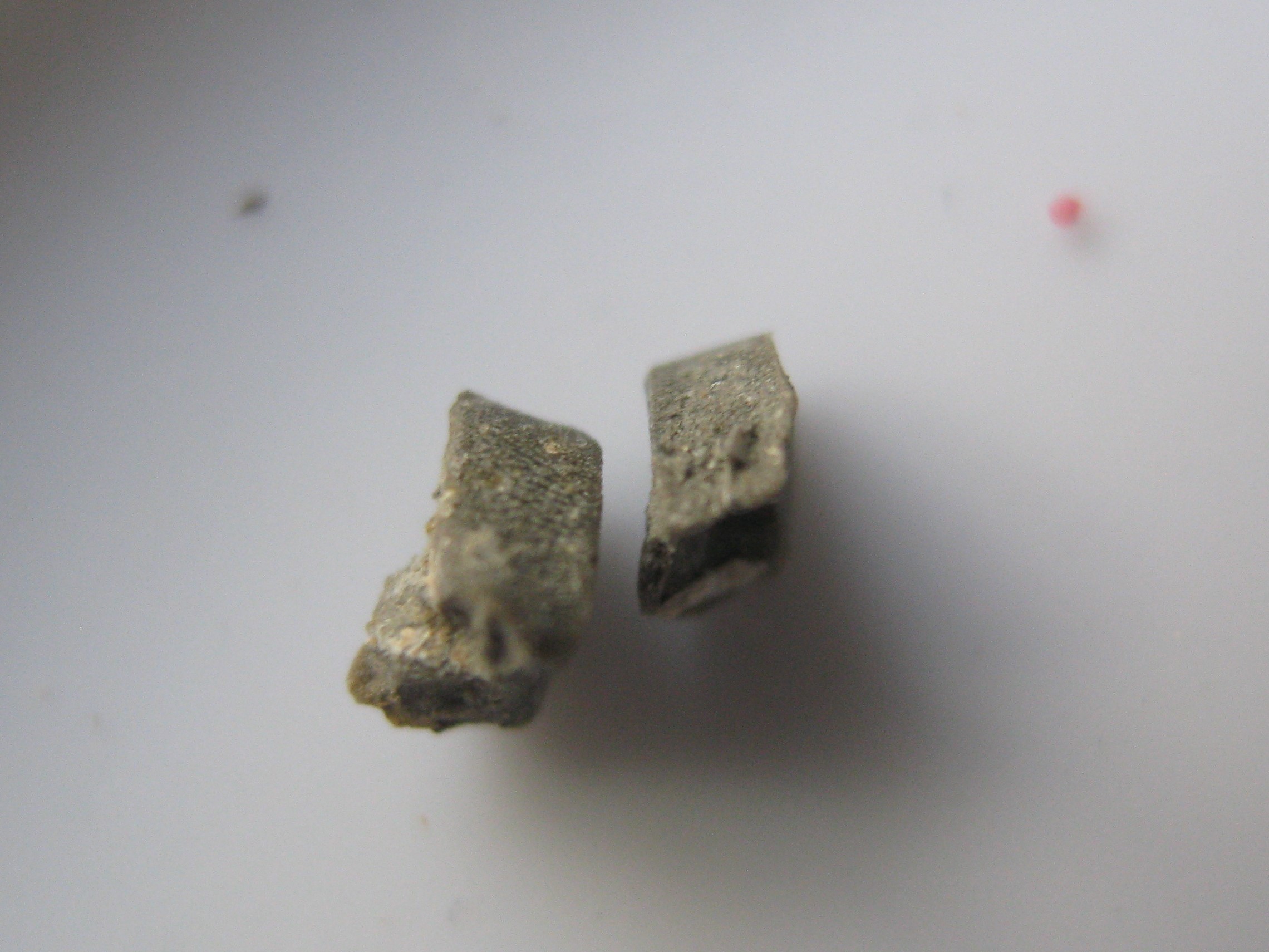 Lower lias Jurassic very small / microfossil ID help - Fossil ID - The ...