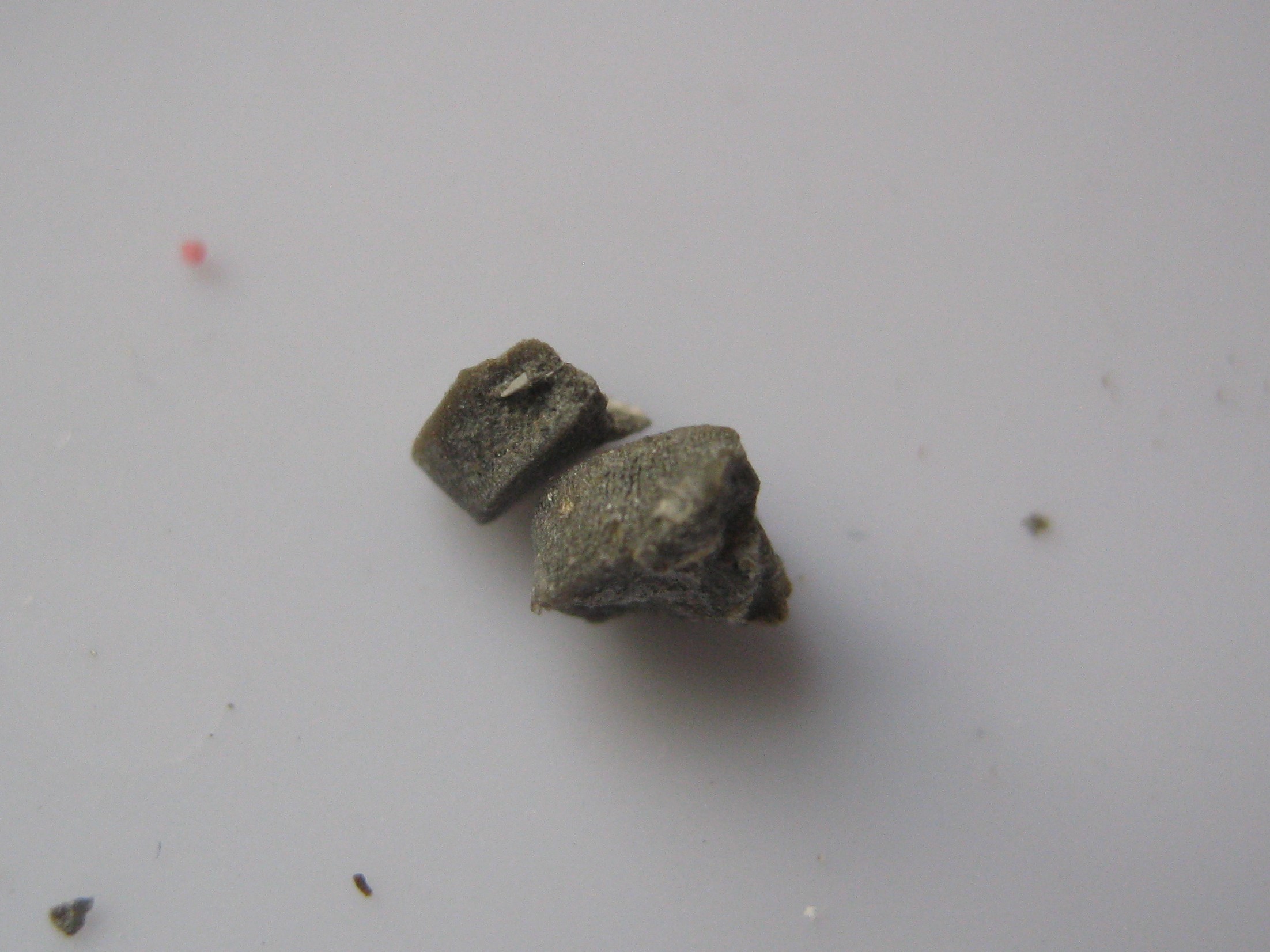 Lower lias Jurassic very small / microfossil ID help - Fossil ID - The ...