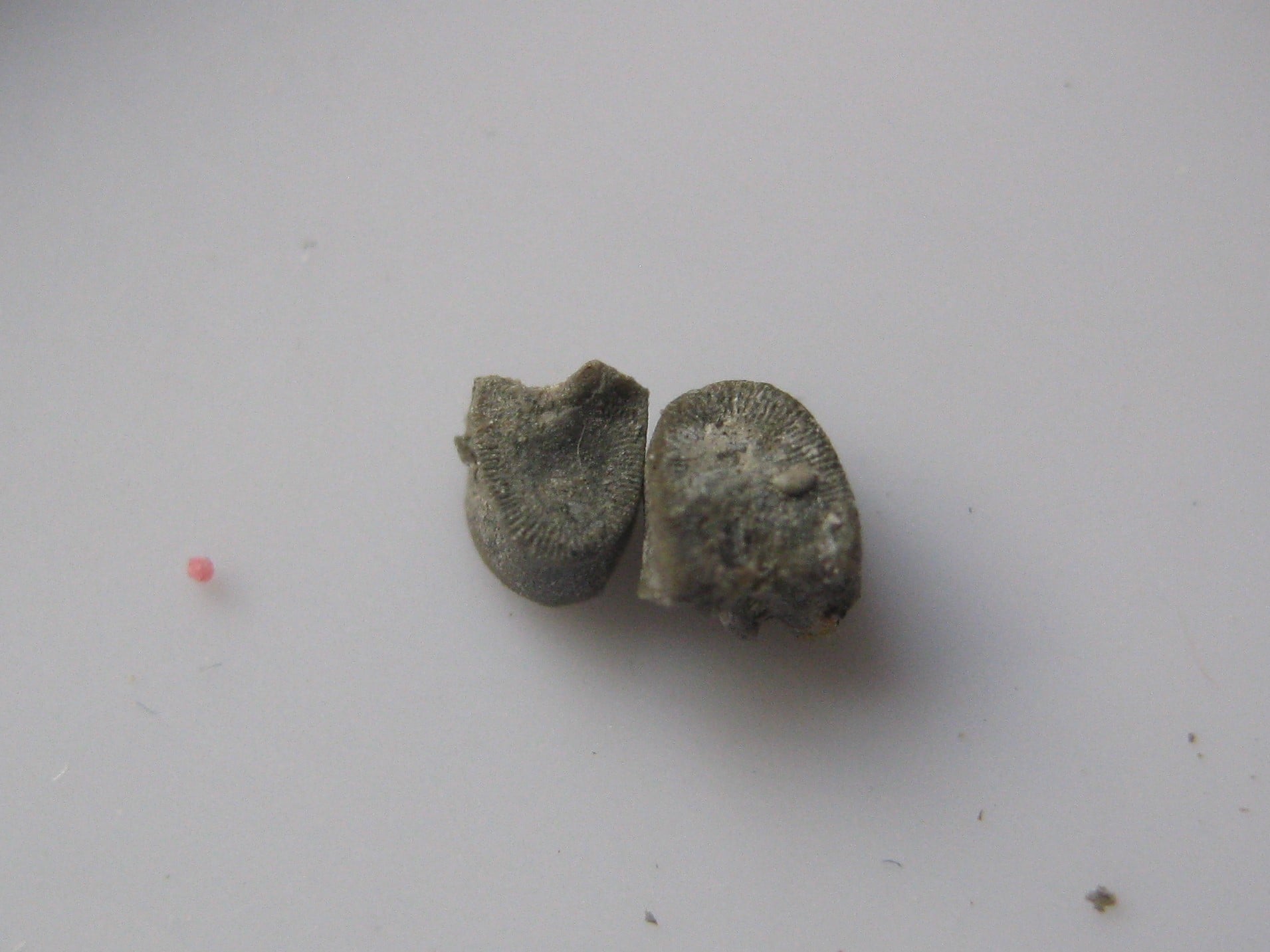Lower lias Jurassic very small / microfossil ID help - Fossil ID - The ...