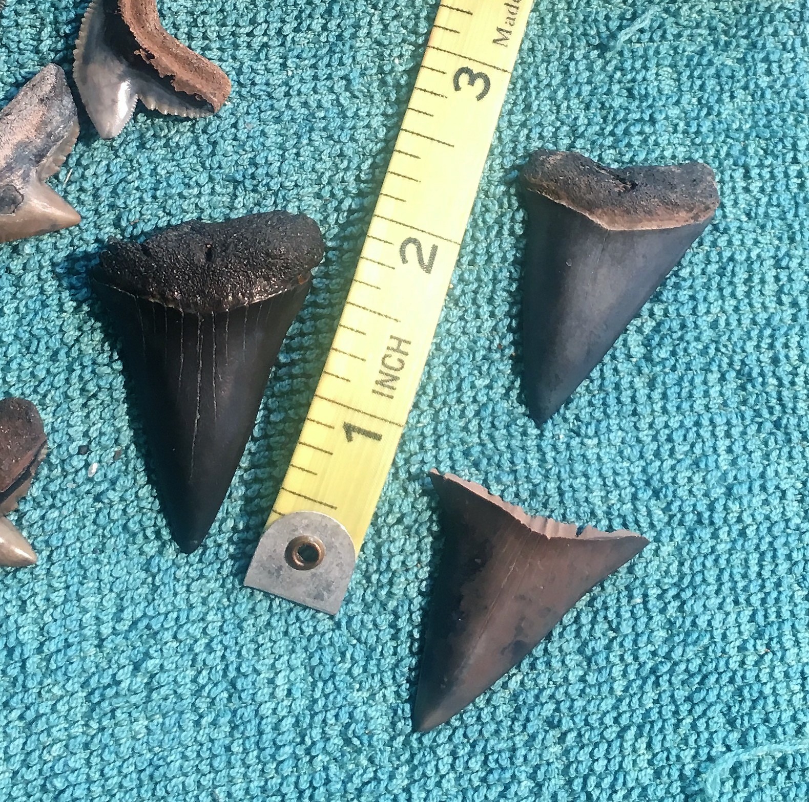 Calvert ID help, tooth/claw - Fossil ID - The Fossil Forum