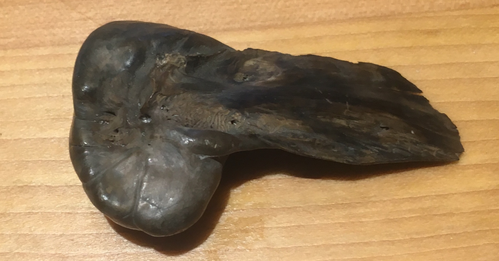 Peace River Oddity - Fossil ID - The Fossil Forum