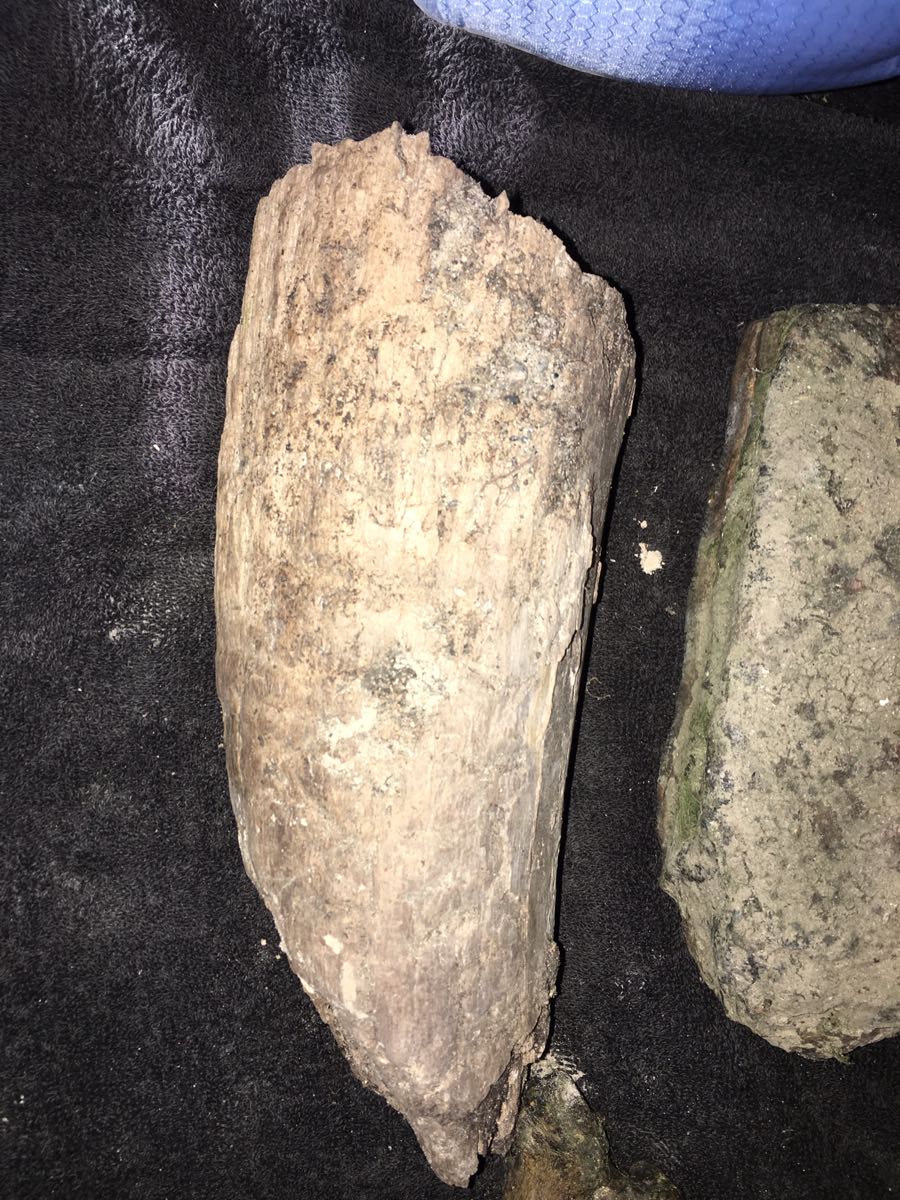 Can I use veg. oil on sandstone fossils without damaging them? - Fossil ...