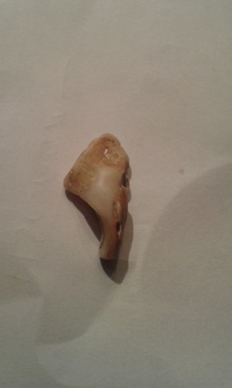 Tooth found in Maryland - Fossil ID - The Fossil Forum