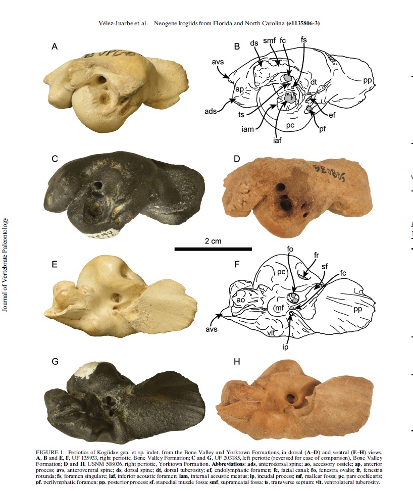 Porpoise or dolphin - Fossil ID - The Fossil Forum
