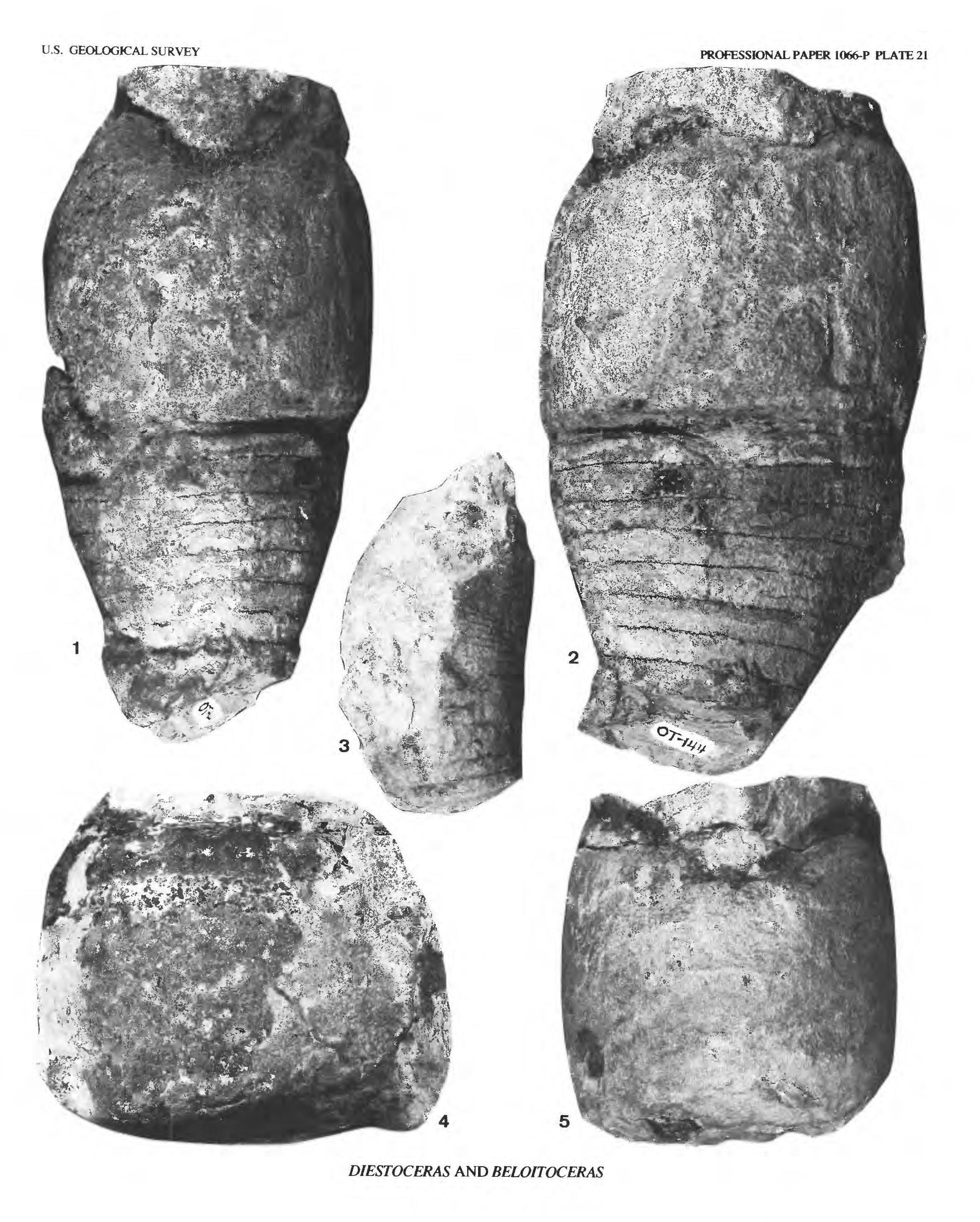 Ordovician Cephalopods - Fossil ID - The Fossil Forum