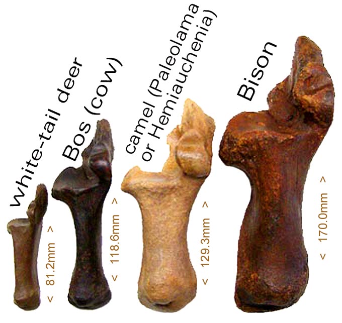 Please help me identify this bone - Fossil ID - The Fossil Forum