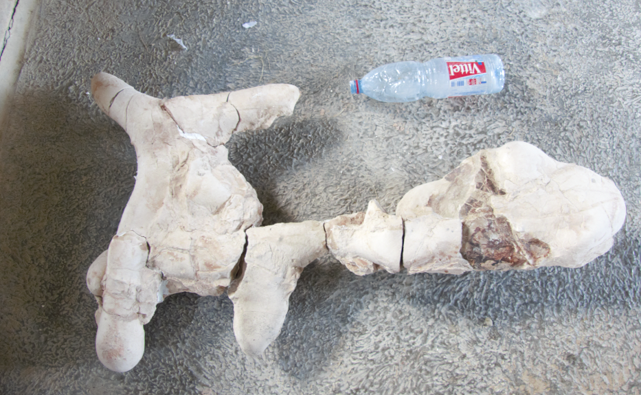 Morocco Fish Skull - Fossil ID - The Fossil Forum