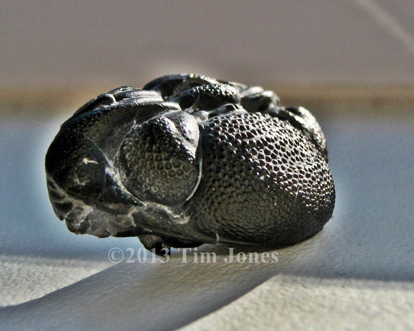 Trilobite eyes... - Member Collections - The Fossil Forum